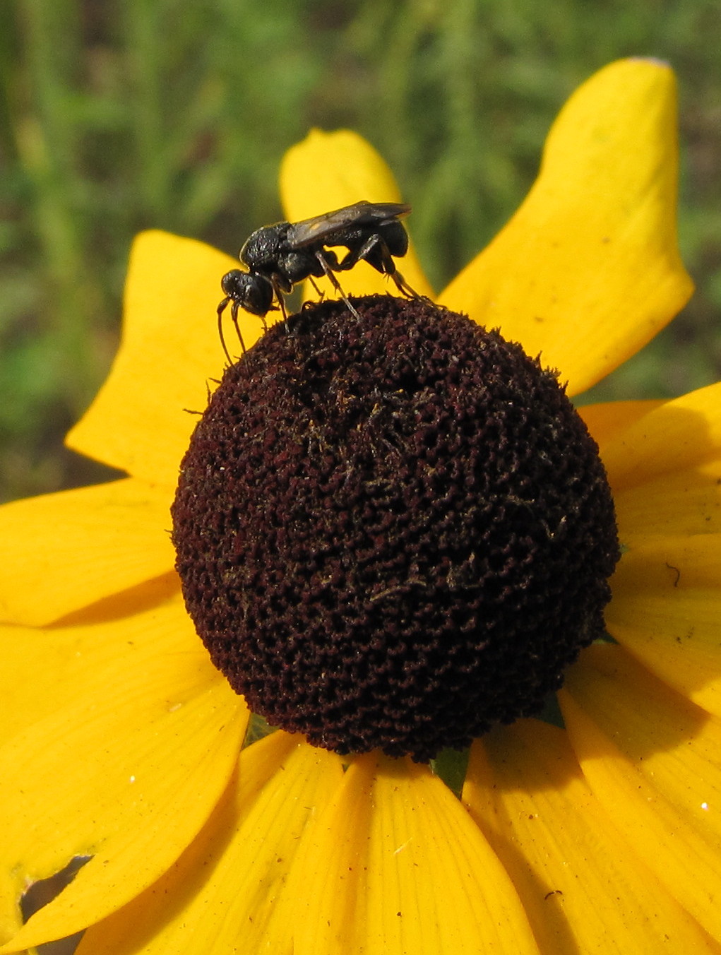Bug Eric: Wasp Wednesday: Chelonus