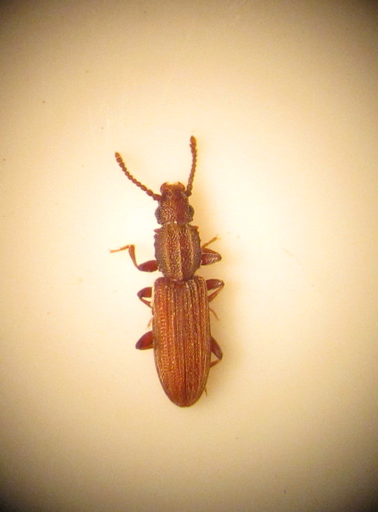 Bug Eric: Merchant Grain Beetle