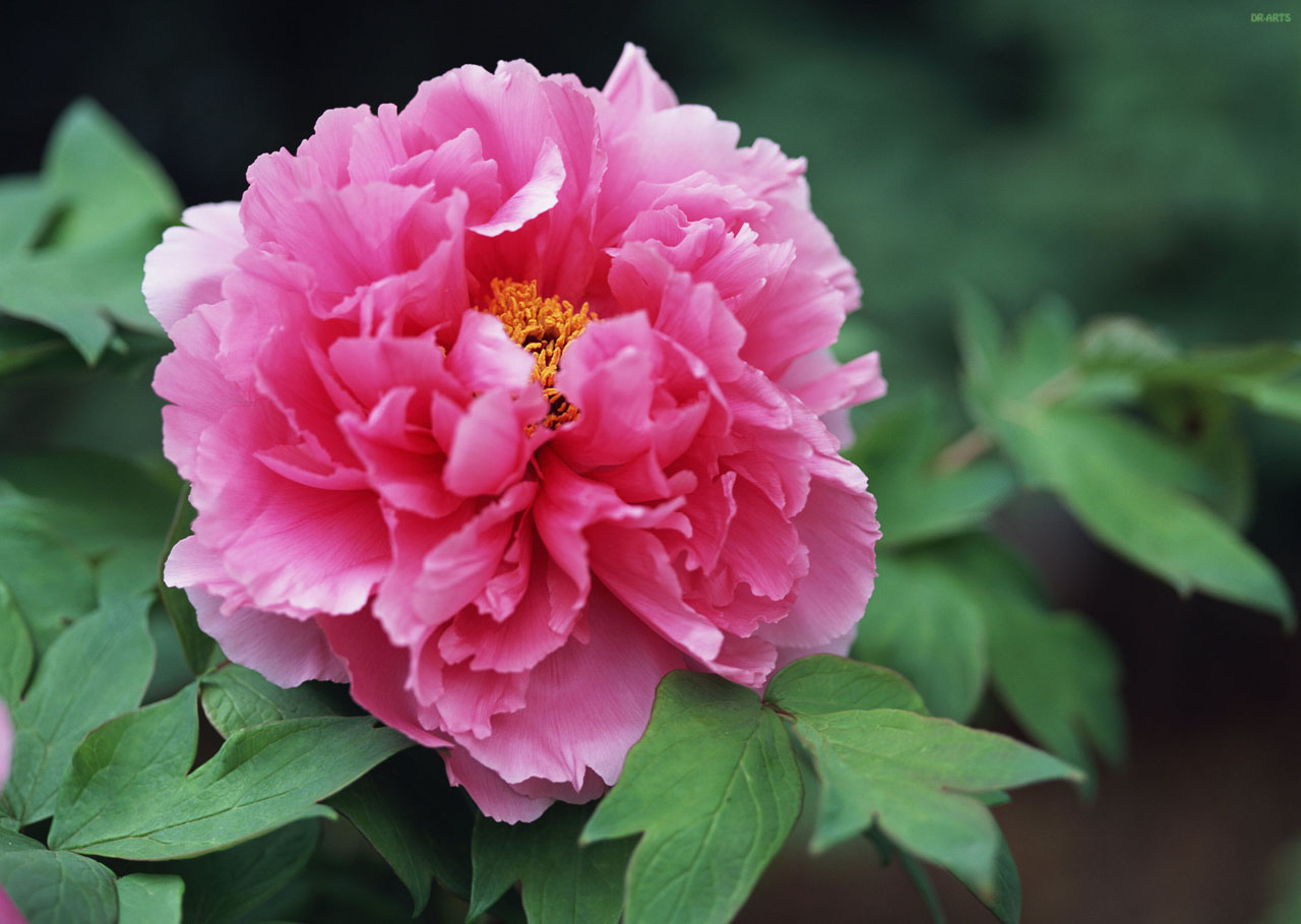 DR_ARTS_ °¤»·´¯`·._): junho 2012