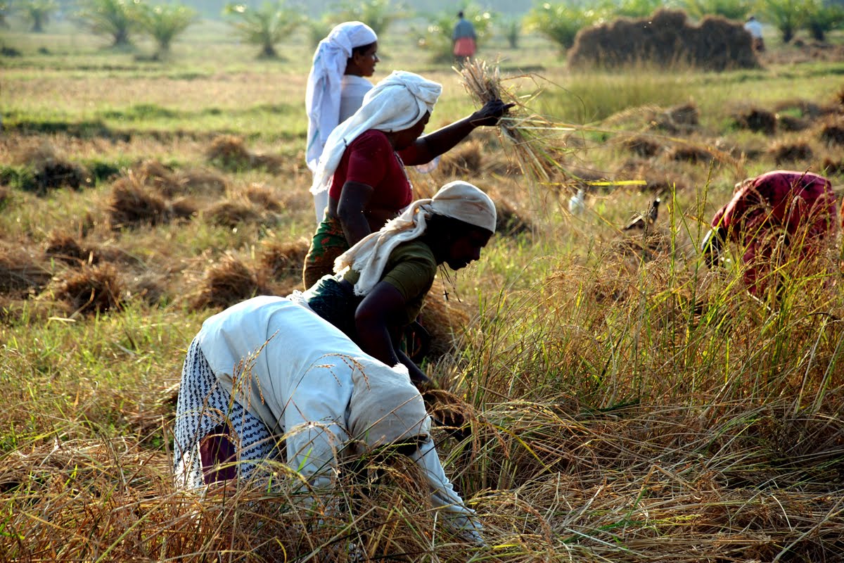 pavumba പാവുമ്പ: Pavumba Image Gallery