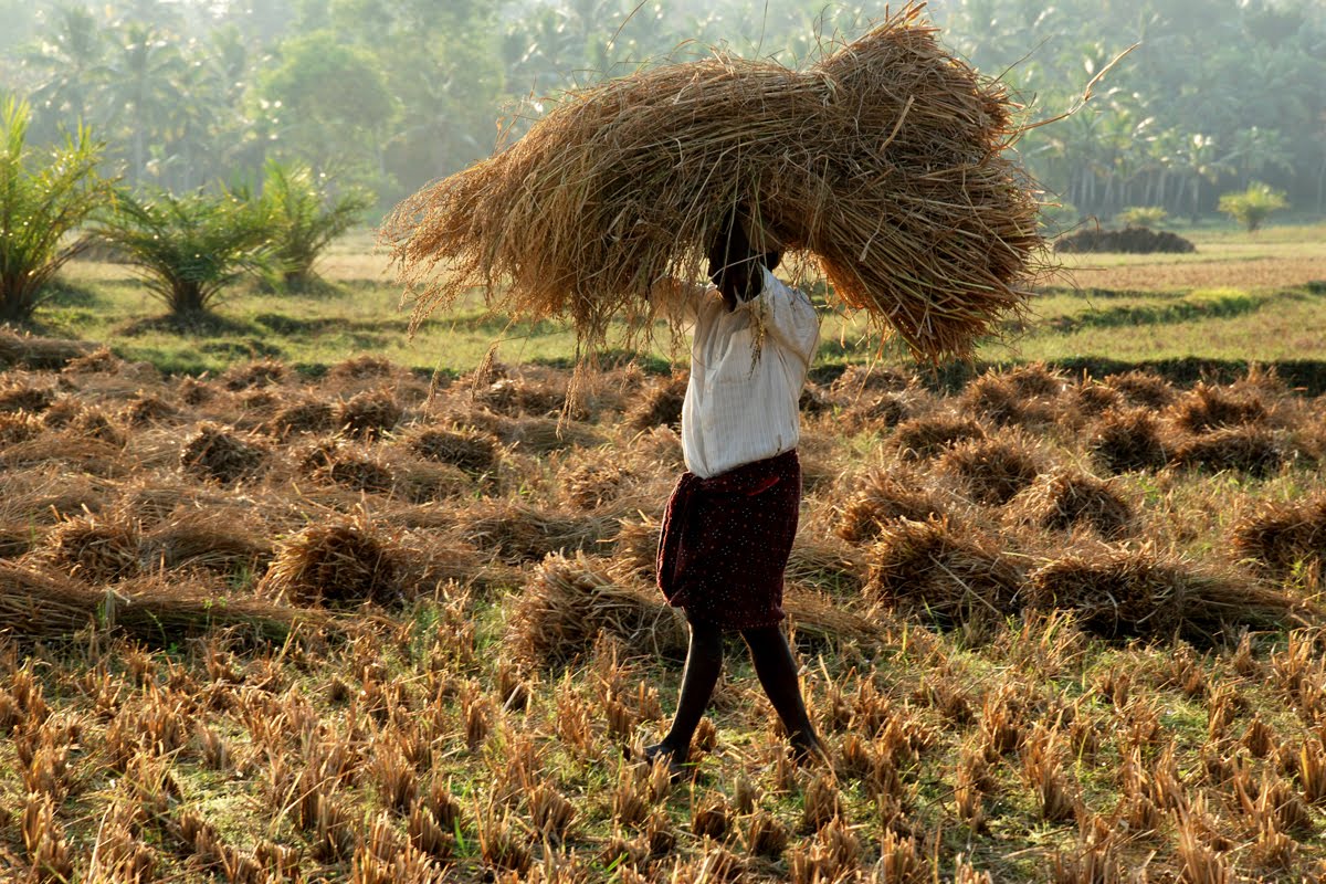 pavumba പാവുമ്പ: Pavumba Image Gallery