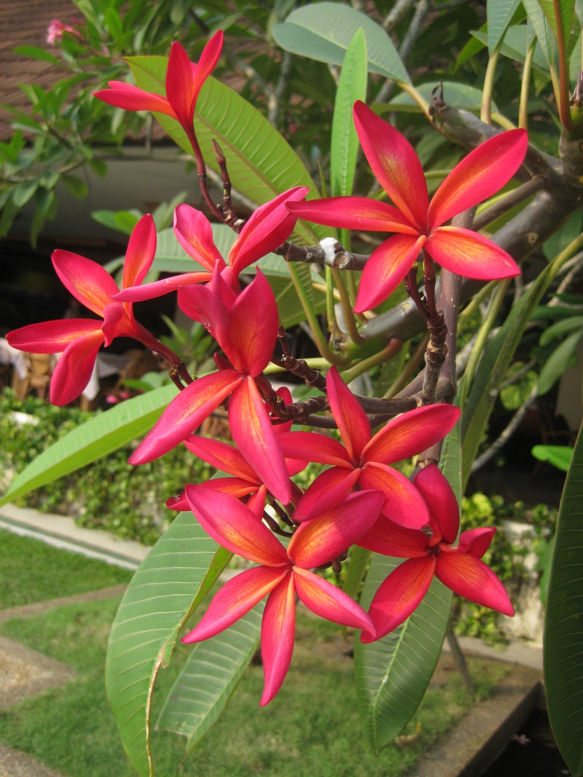 NANNIE`S PASSION: CANTIKNYA BUNGA KEMBOJA