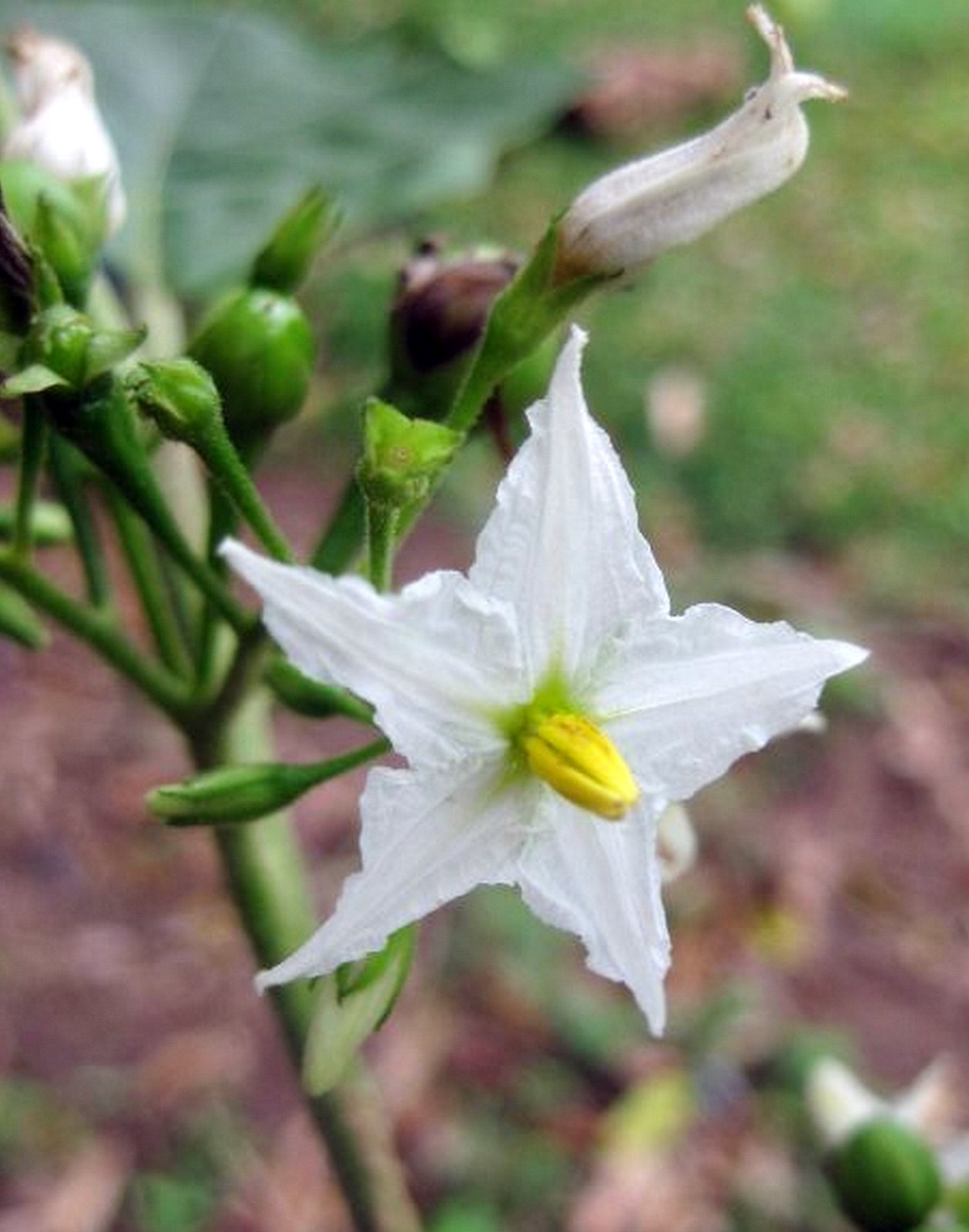 KOLEKSI ANTIK NANNIE: Koleksi bunga terung