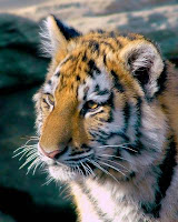 Siberian (Amur) Tiger: Siberian Tiger Fur