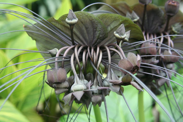 Bat Flower – Amazing Predator Faced Plant ~ Kuriositas