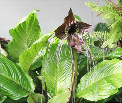 Bat Flower – Amazing Predator Faced Plant ~ Kuriositas