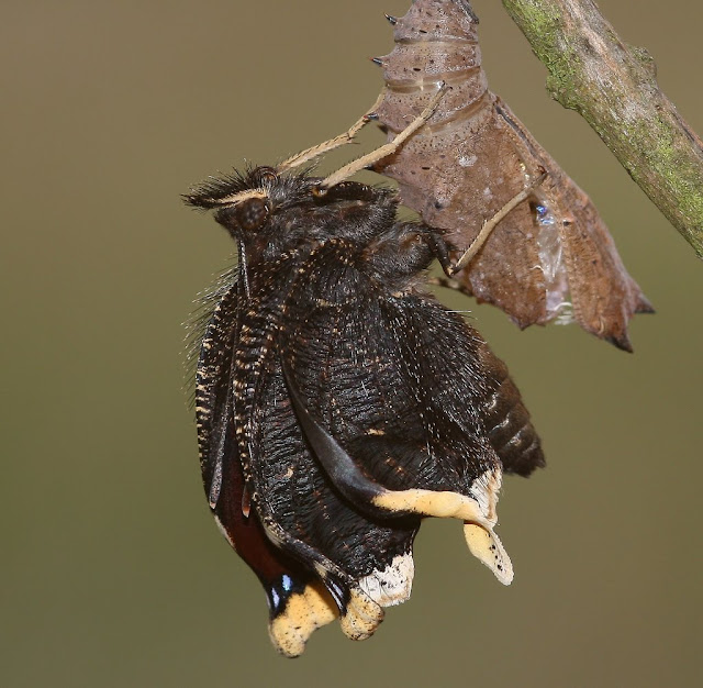 The Incredible Chrysalis | The Ark In Space