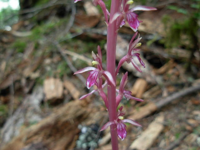Amazing Mycotrophs ~ Kuriositas
