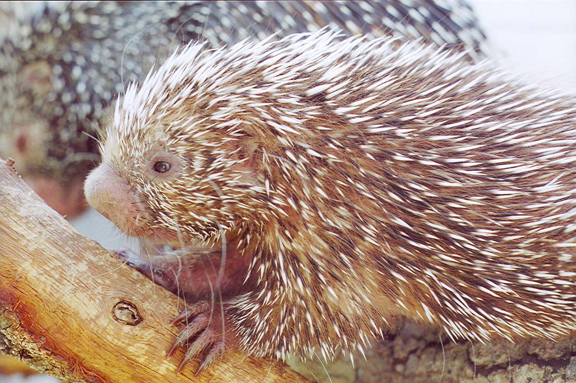 Os Sem-floresta Porco Espinho - LIBRAIN