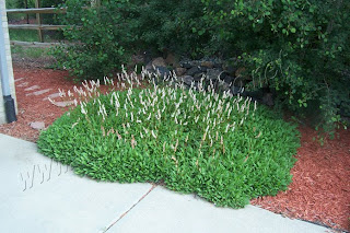 Denver Landscape Plants: Himalayan Border Jewel