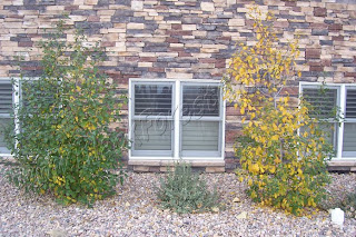 Denver Landscape Plants: Columnar Buckthorn