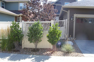 Denver Landscape Plants: Columnar Buckthorn