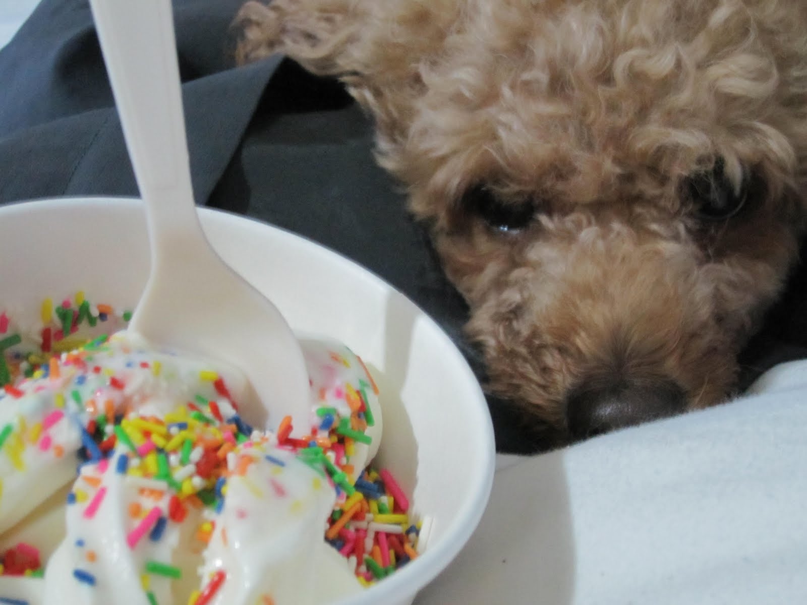 Prettywittybitchyme: Frutti Froyo Delight!
