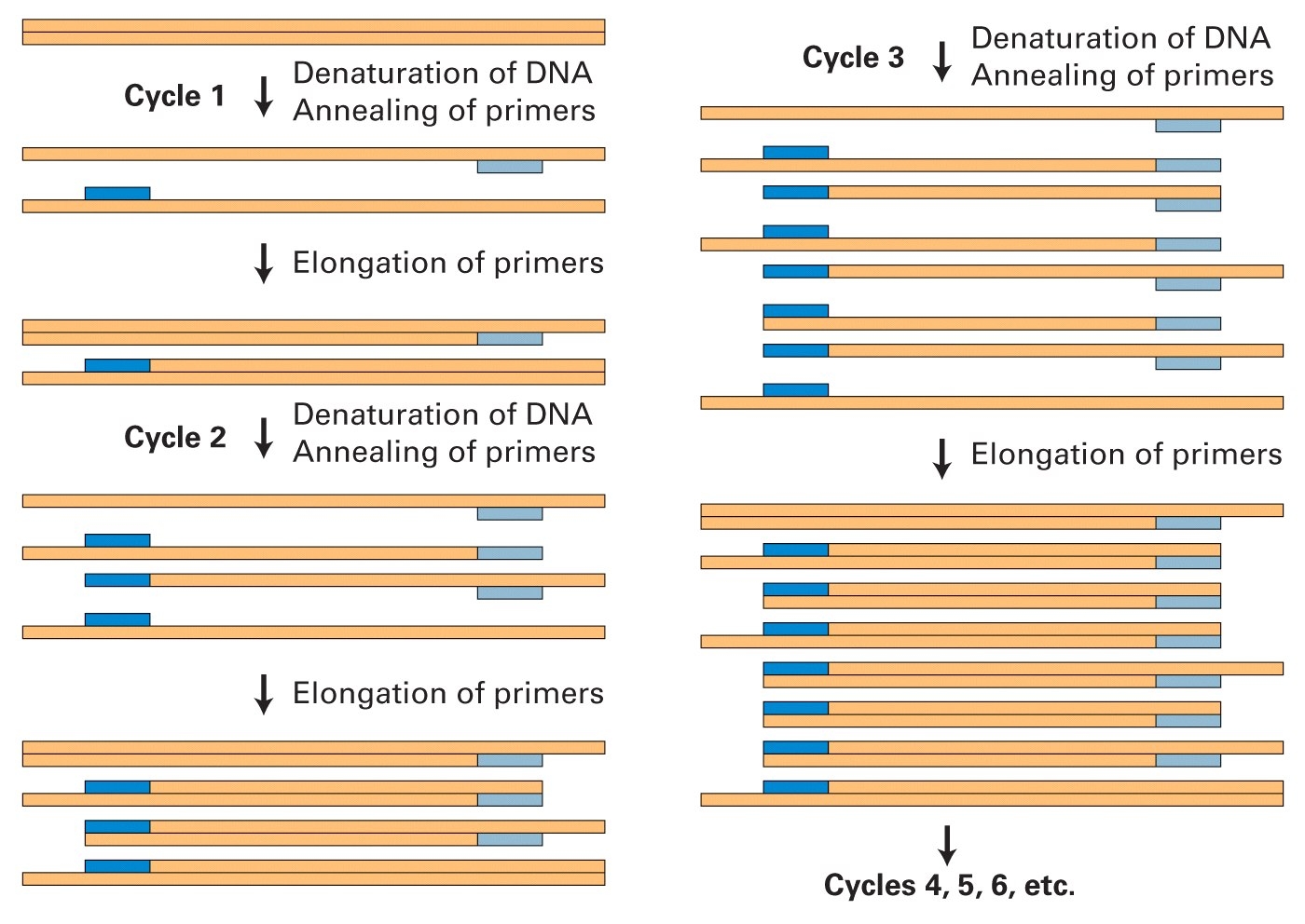 Biologia on Live: PCR