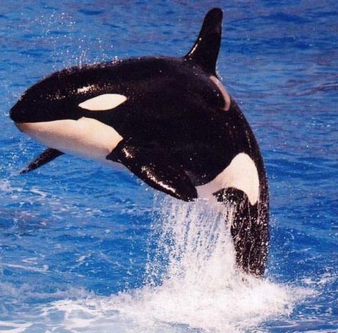 ♥ Aedorapsodia ♥ : L'orca marina