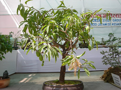 UNKE DUSHMAN HAI BAHUT AADMI AACHA HOGA: BONSAI - MANGO TREE