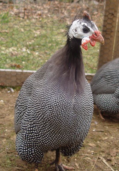 patternpatisserie: A neighbourhood reprieve and Quince Frangipane Tart ...