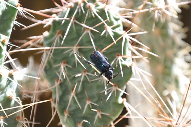 LOPHOPHORA: Cactus bug - information on the peyote cactus et cetera