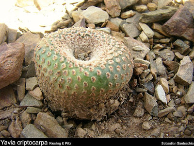 LOPHOPHORA: Yavia cryptocarpa habitat pictures - information on the ...