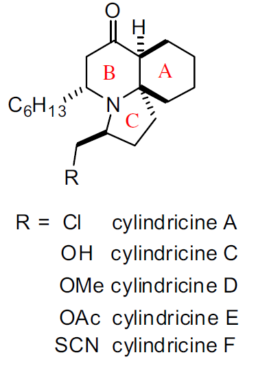 The Allotrope: Synthesis of Cylindricines