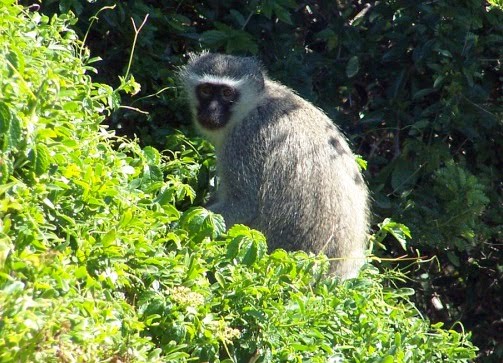 Thunzi Bush Lodge-Discover the Secret!