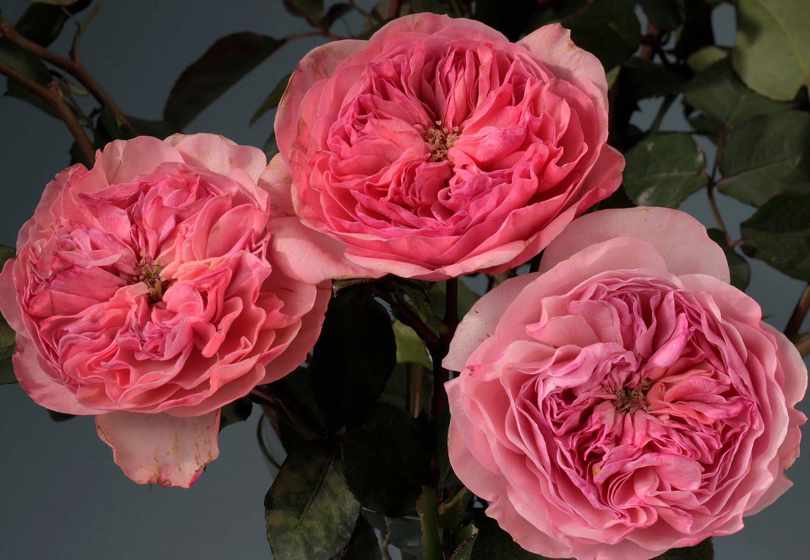 Diane Wagner Designs: Garden Roses