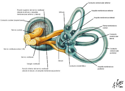 Anatomía del Oído: Oído Interno