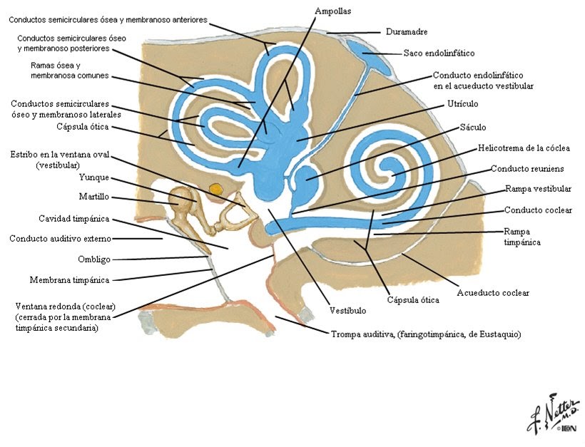 Anatomía del Oído: Oído Interno