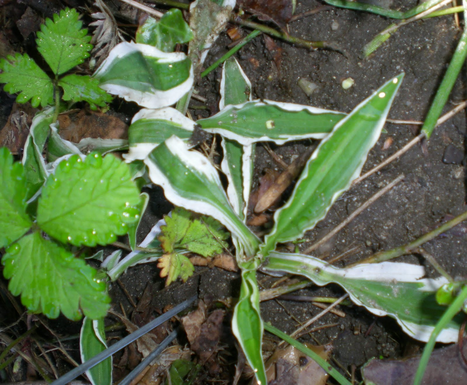 Jarvis House: Hostas of the Jarvis House Garden Large, Medium, Small & Mini
