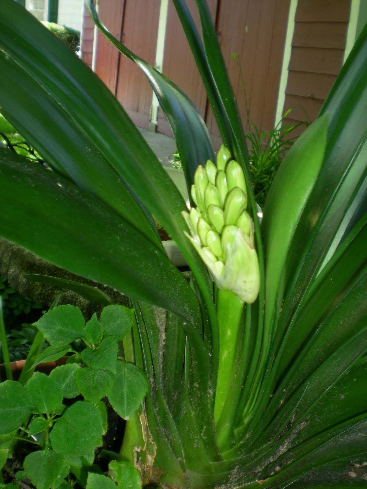 Jarvis House: Clivias