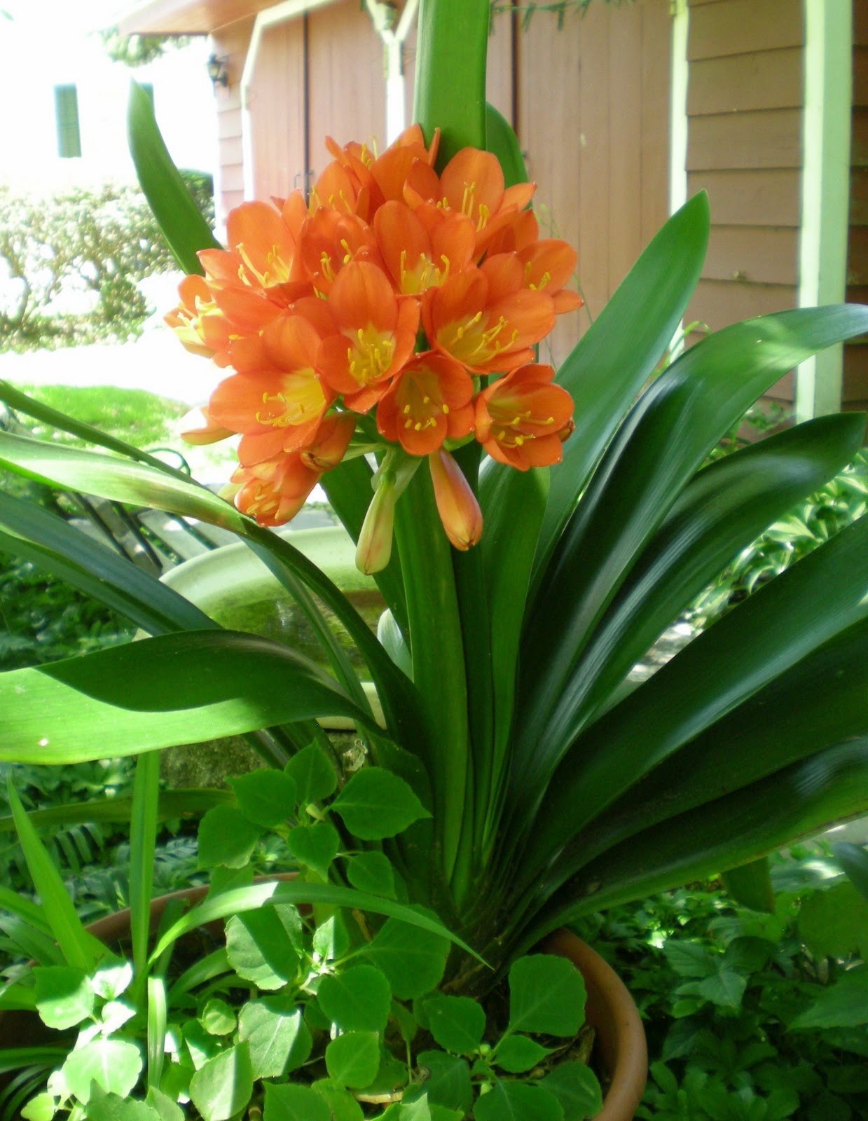 Jarvis House: Clivias