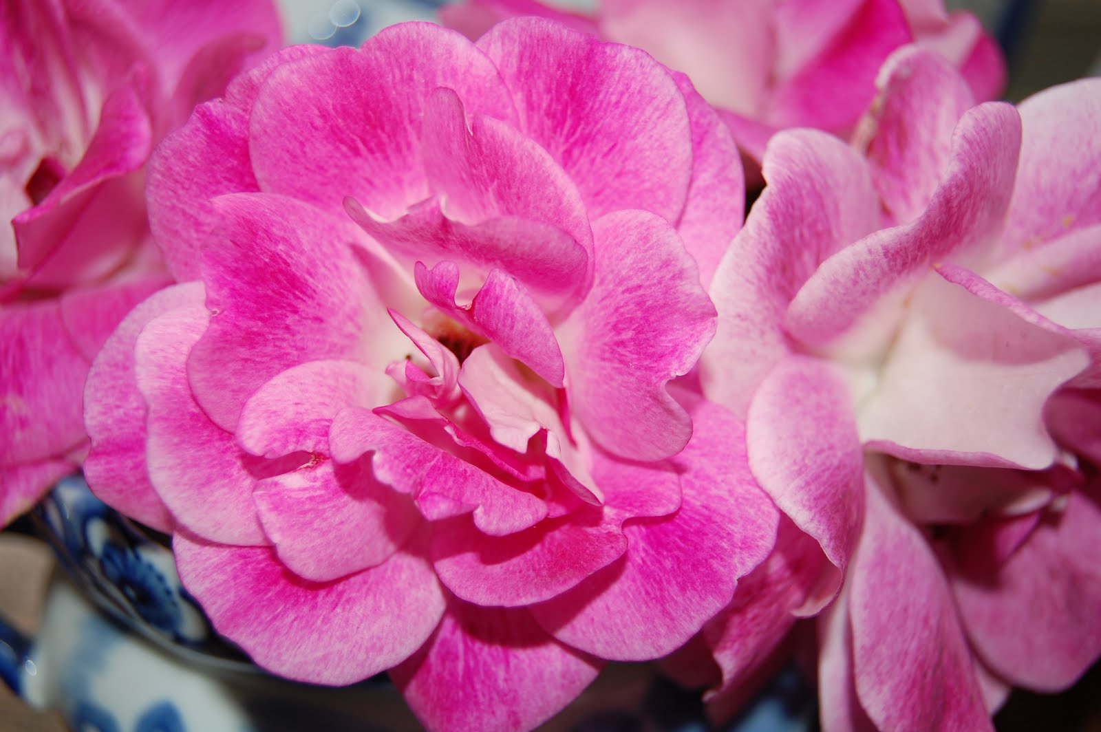 My Painted Garden: Painting Pink Roses