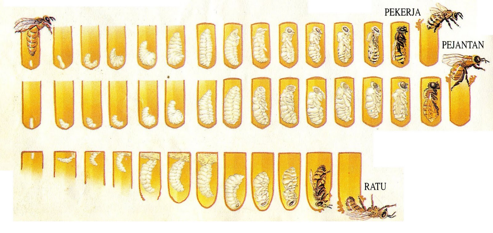 lebah56.blogspot.com: Perubahan Bentuk Tubuh Lebah