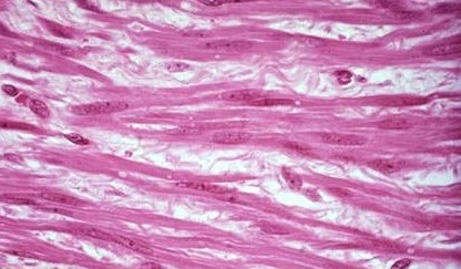 Biologia Humana 2º Bach. Pilar: Práctica 8: Observación del tejido ...