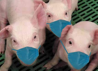 LA GRIPE PORCINA: LA GRIPE PORCINA...LA PANDEMIA DEL 2009