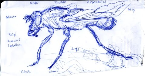 The World of Thomas Spettel: Title Sequence Fly Concept designs and ...