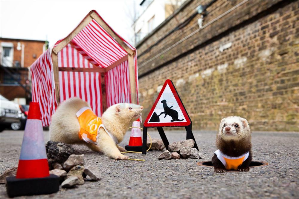 Emily Pugh: Virgin Media Ferrets at Work!