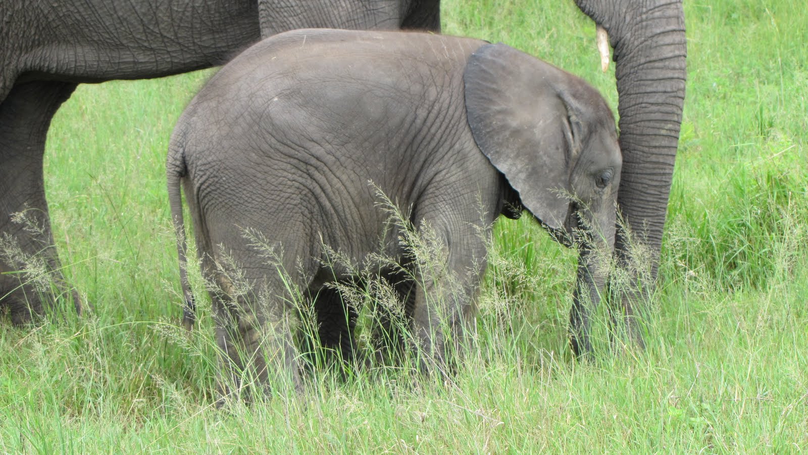 The Ardent Traveler: Zimbabwe safari ranch