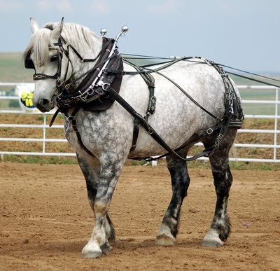 DIFERENTES RAZAS DE CABALLOS Y SUS CAPAS: PERCHERON