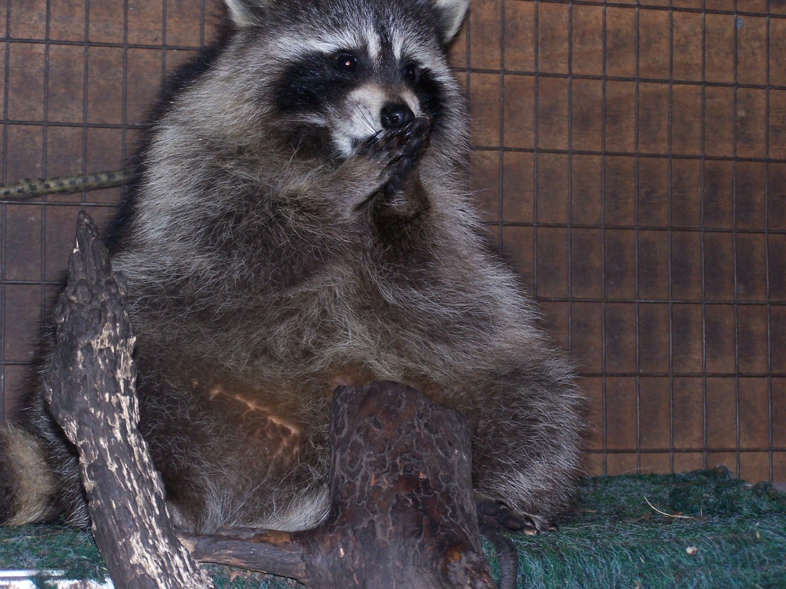 The Laughing Raccoon: The raccoons enjoy their Turkey Day dinner!