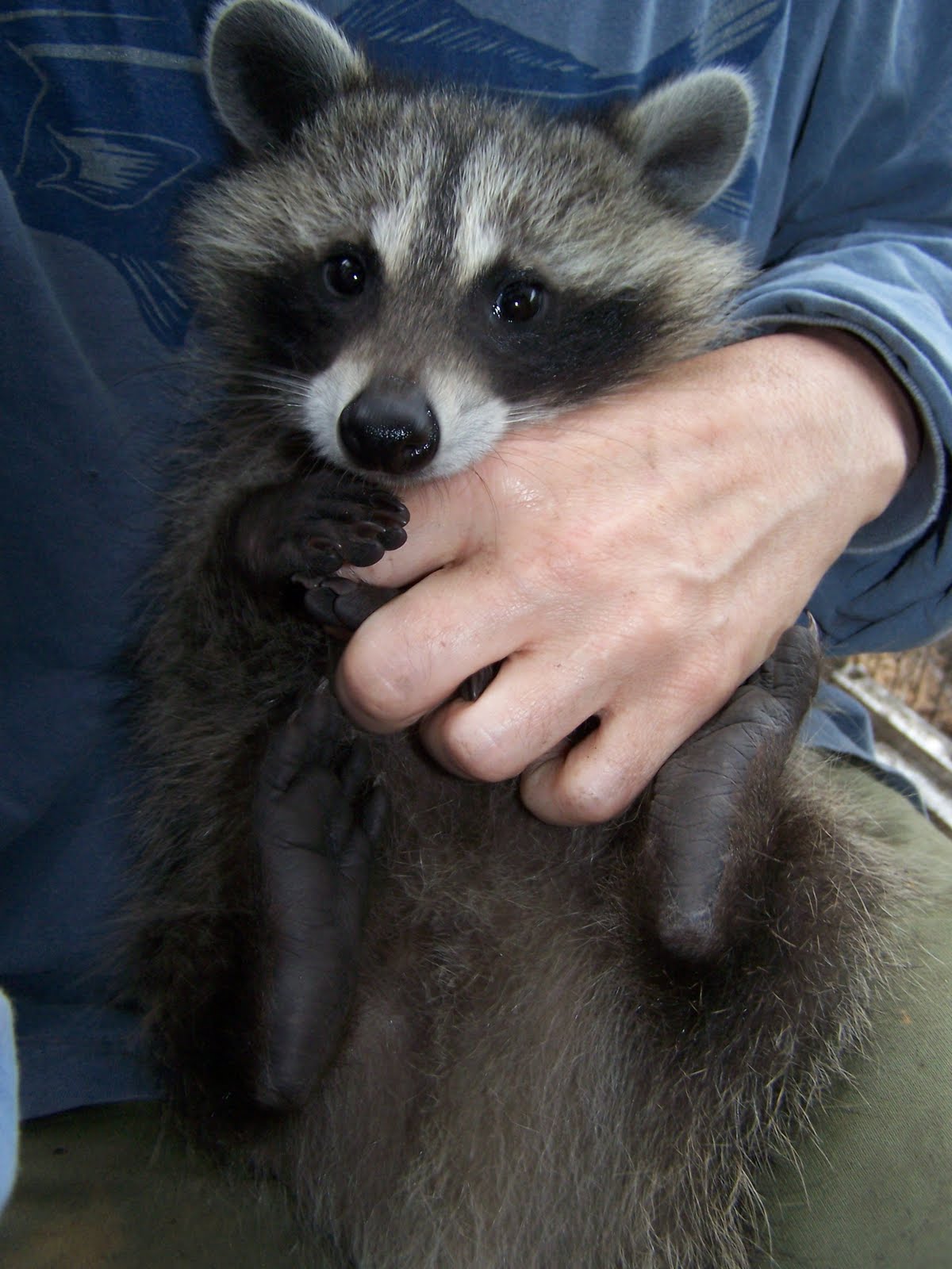 The Laughing Raccoon: The big kids.