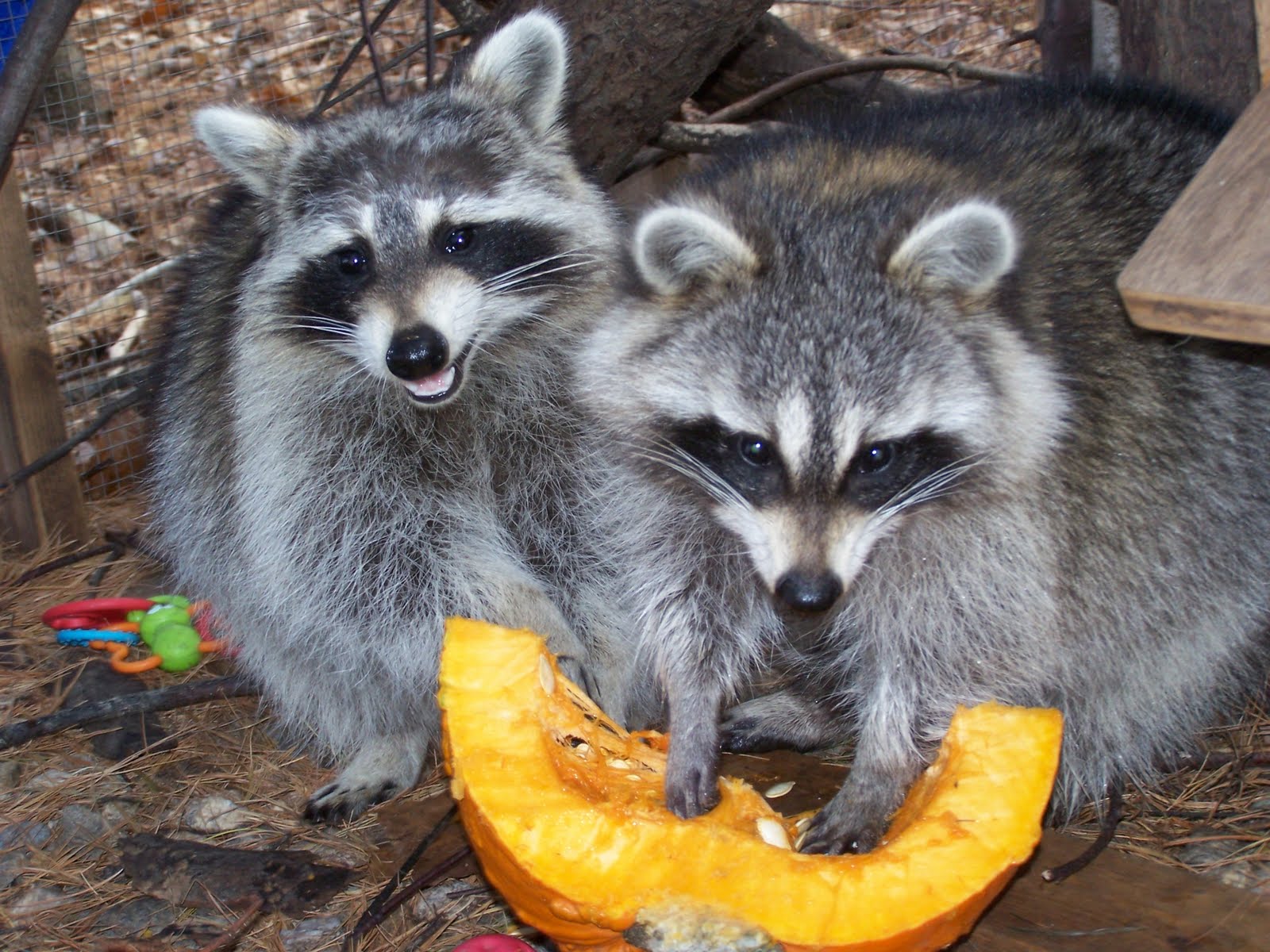 The Laughing Raccoon: Happy Thanksgiving!