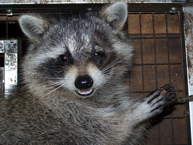 The Laughing Raccoon: Why The Laughing Raccoon??