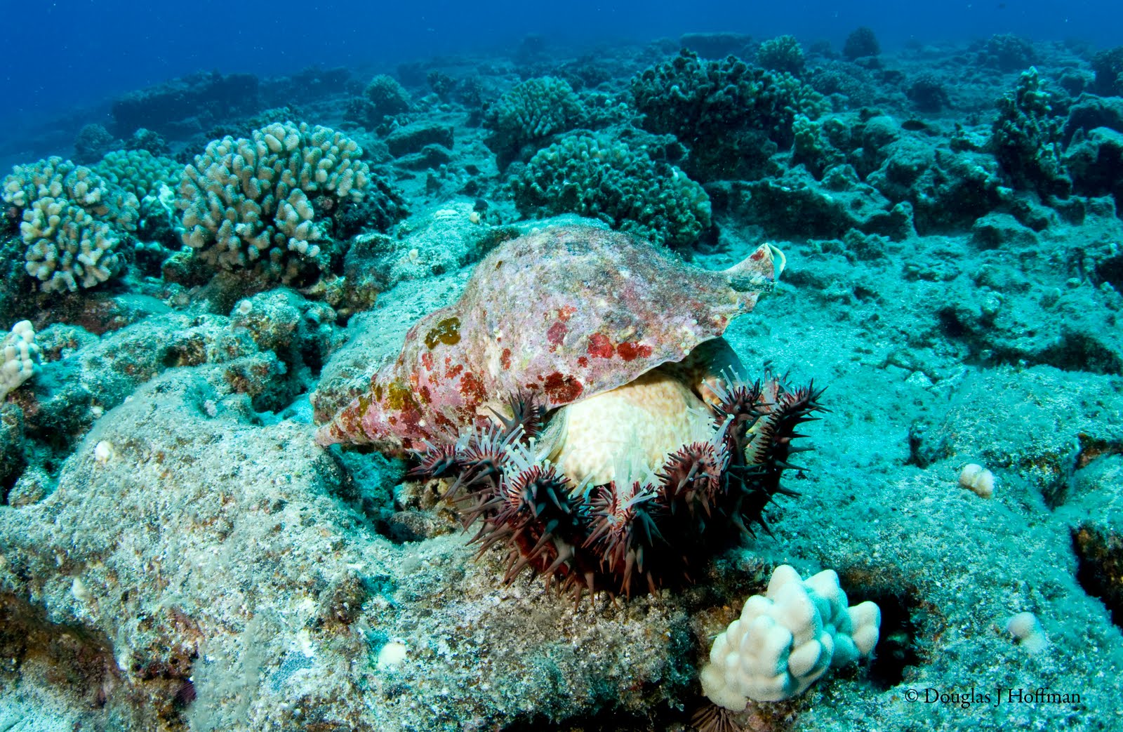 Douglas J Hoffman Photography: tridents trumpet feasting on Clown of ...