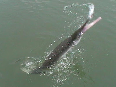 Lake Lanier Gar Fishing: Jumping Gar