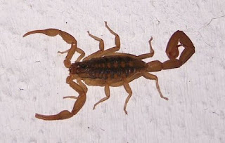 La ZoNa De YoRz: Diferencia entre Alacran y Escorpion