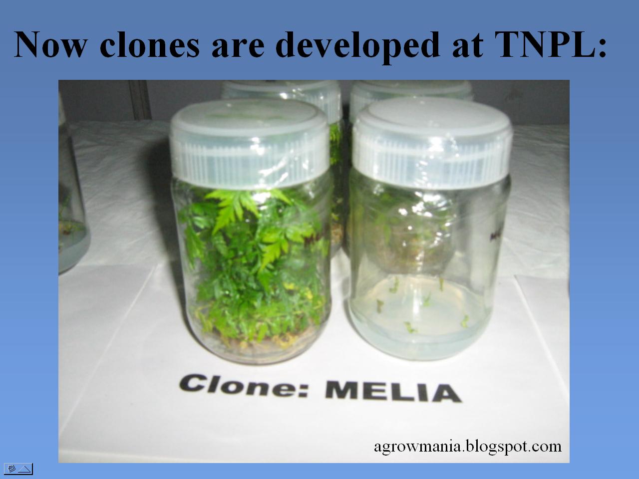 Agroforestry - A blog on Agrihortisilviculture: Melia dubia (Malai ...