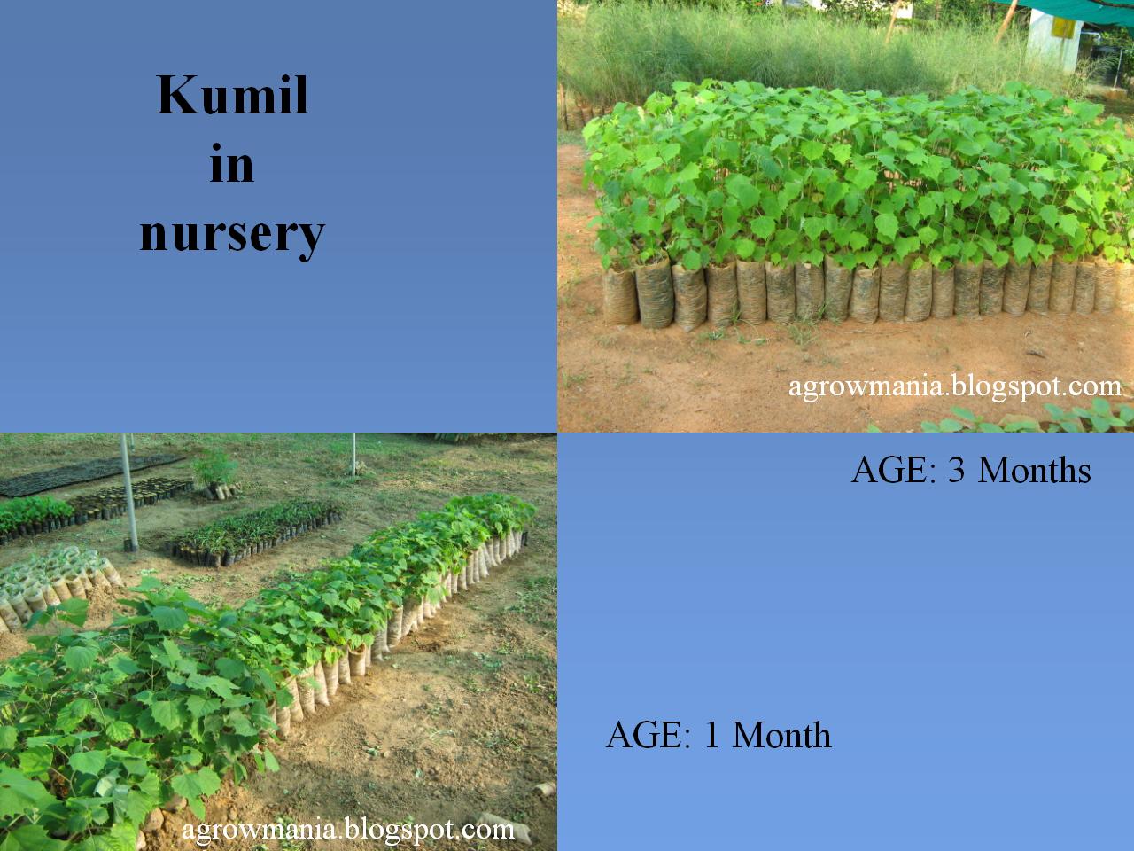 Agroforestry - A blog on Agrihortisilviculture: Some more pictures and ...