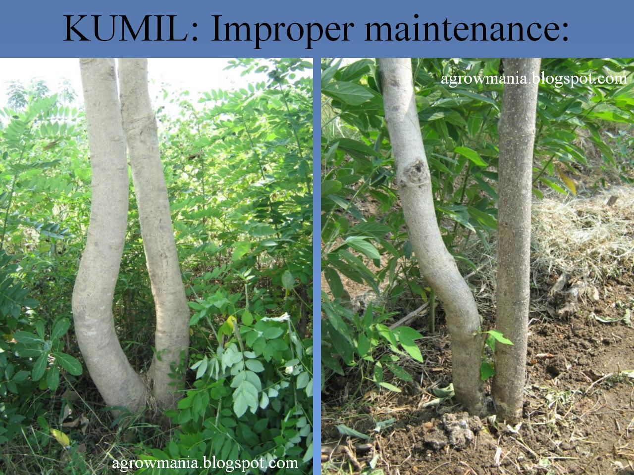 Agroforestry - A blog on Agrihortisilviculture: Some more pictures and ...