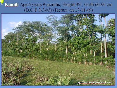 Agroforestry - A blog on Agrihortisilviculture: Densely planted Kumil ...